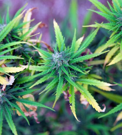 President Trump Signs Executive Order to Accelerate Cannabis ...